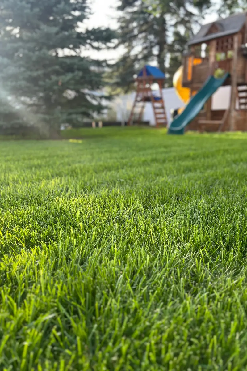 Lawn Care Packages and Pricing in Edmonton | Compare Plans